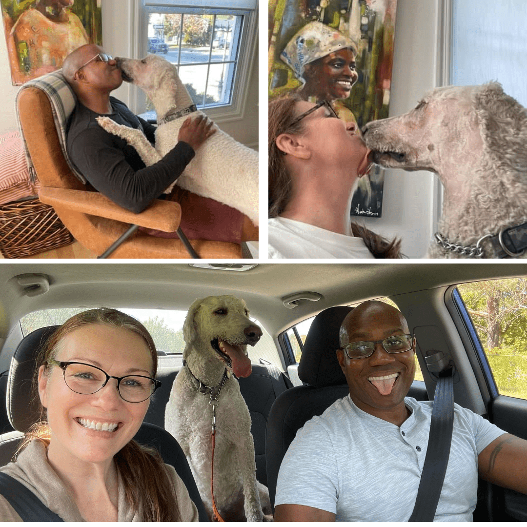 Ronnie (Now Onnie) – Standard Poodles In Need, Rescue & Rehome