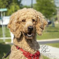 Available Dogs – Standard Poodles In Need, Rescue & Rehome