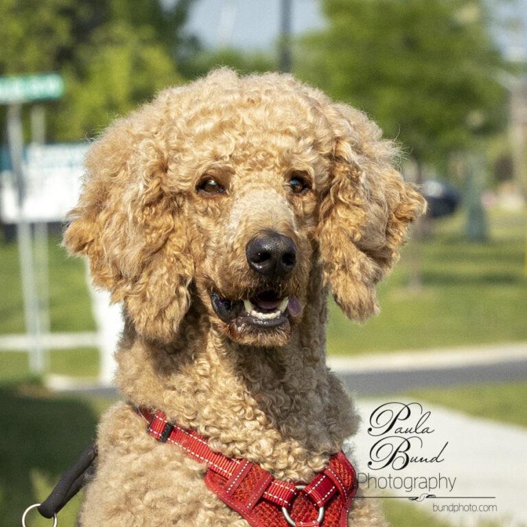 Available Dogs – Standard Poodles In Need, Rescue & Rehome