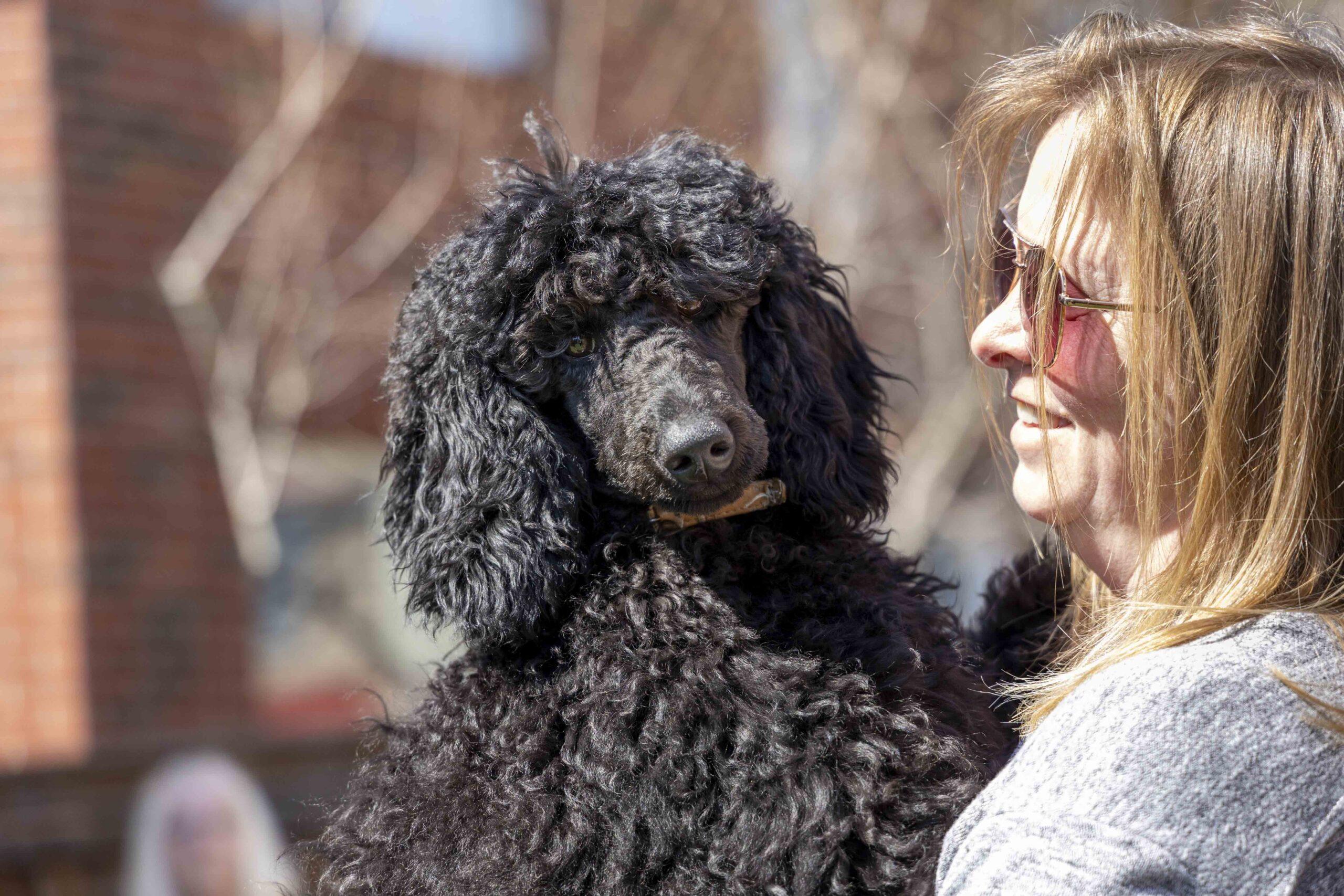 Standard Poodles In Need, Rescue & Rehome – Embrace Your Inner Poodle