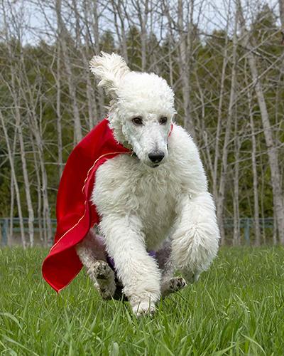 Contact – Standard Poodles In Need, Rescue & Rehome