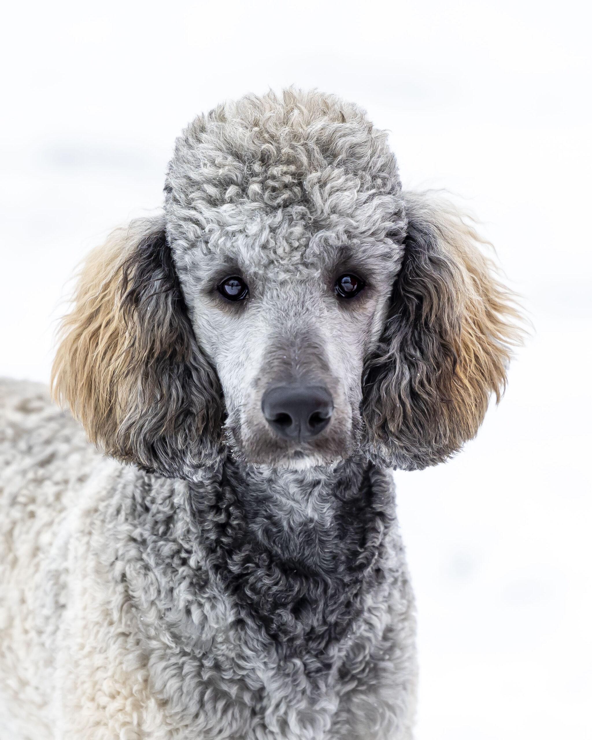 Surrender Your Pet – Standard Poodles In Need, Rescue & Rehome