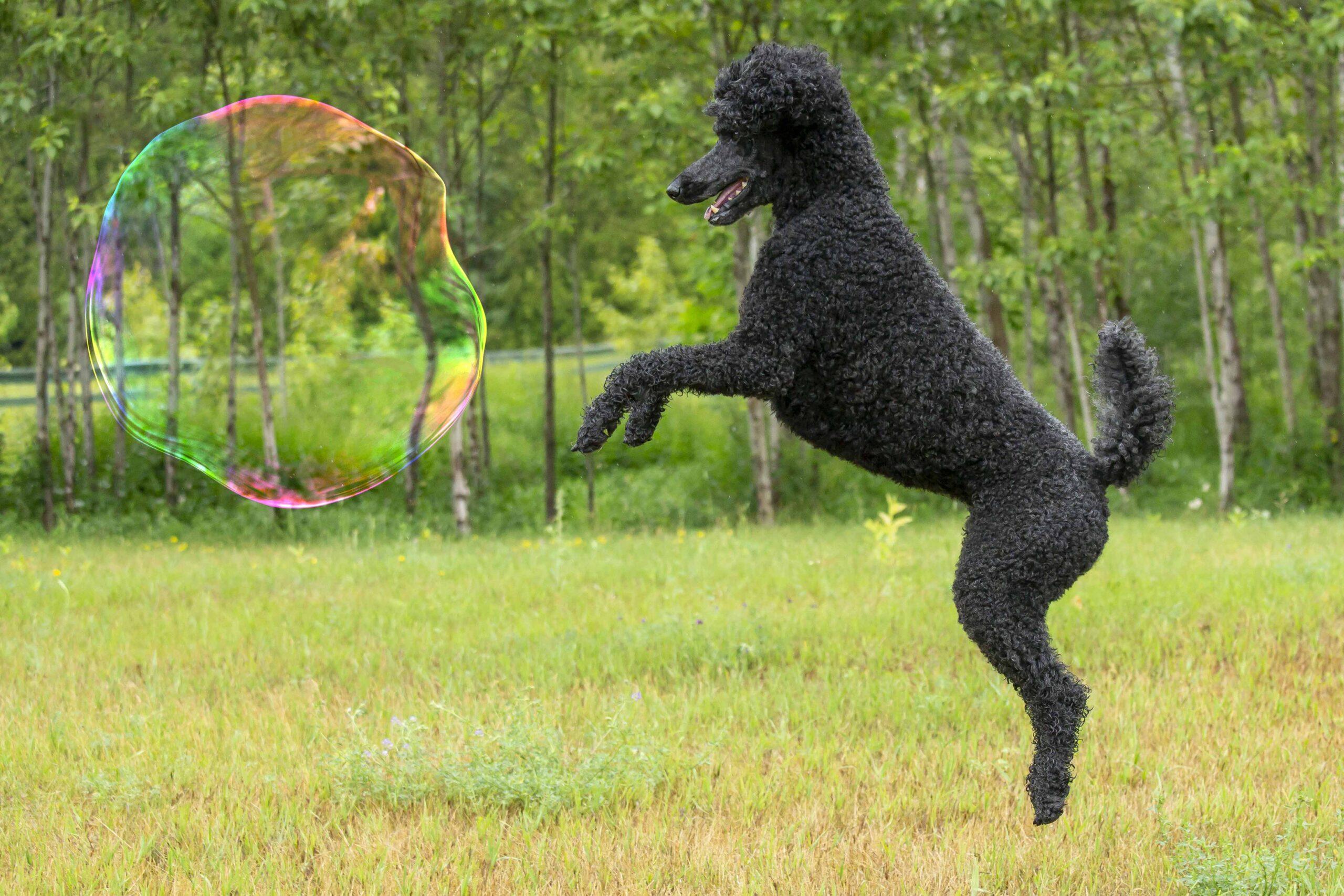 So You Want To Adopt? – Standard Poodles In Need, Rescue & Rehome