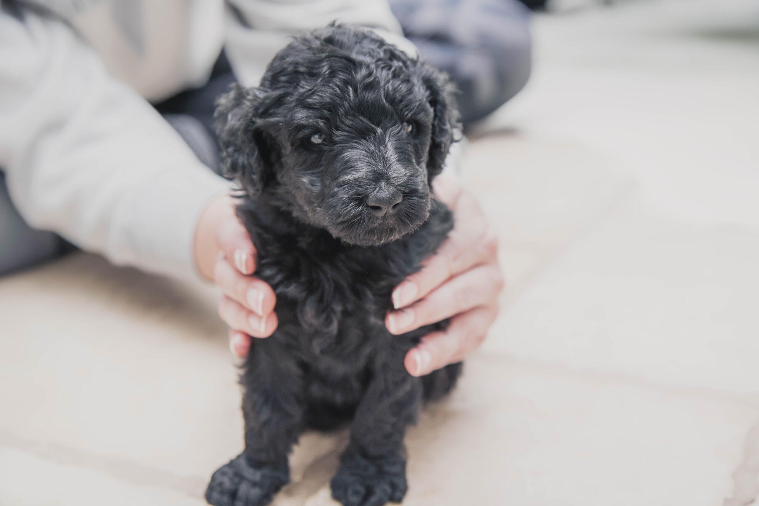 Is Fostering Right For Me? – Standard Poodles In Need, Rescue & Rehome