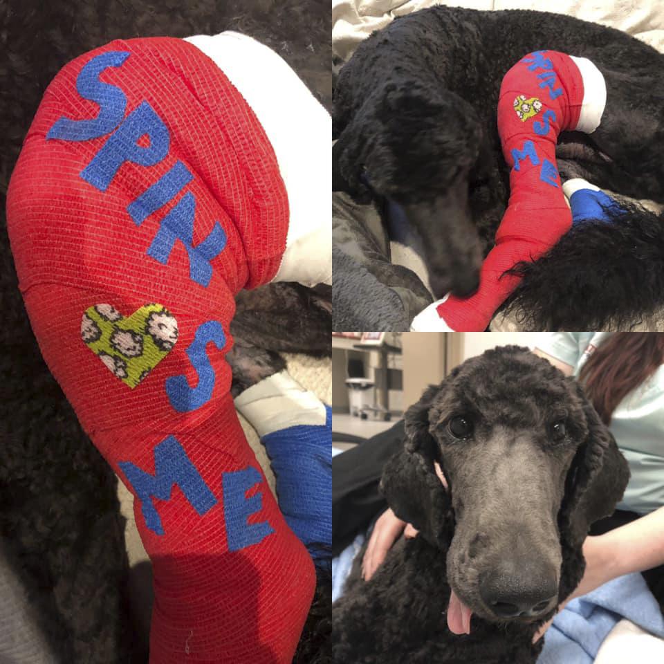 Donate – Standard Poodles In Need, Rescue & Rehome