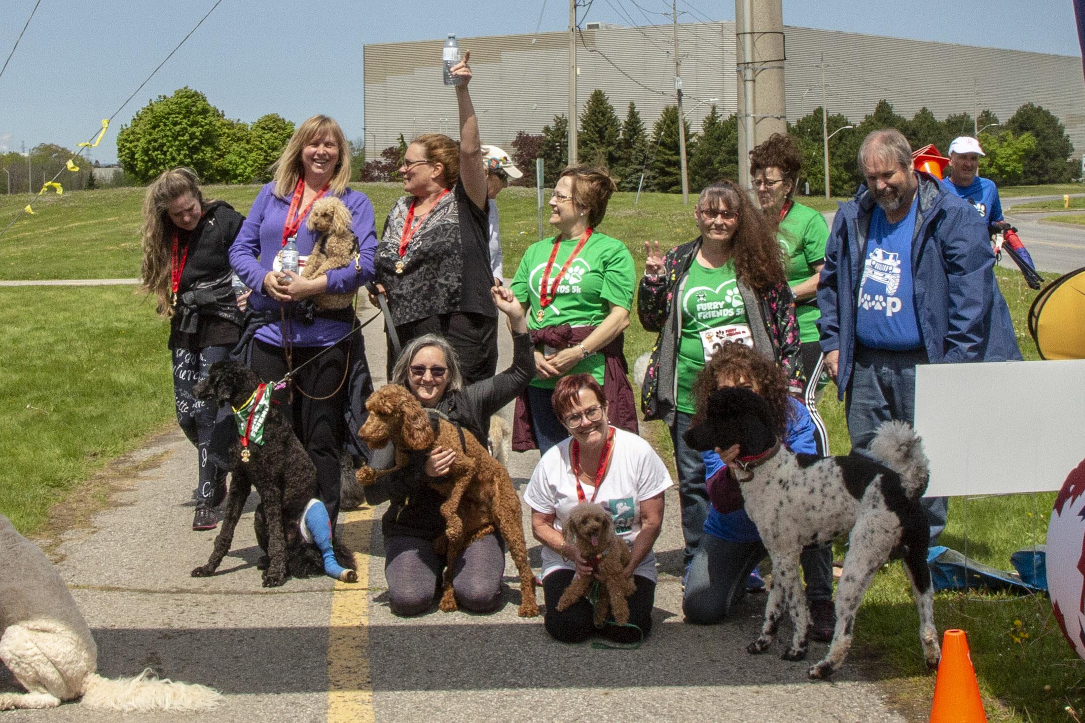 Standard Poodles In Need, Rescue & Rehome – Embrace Your Inner Poodle