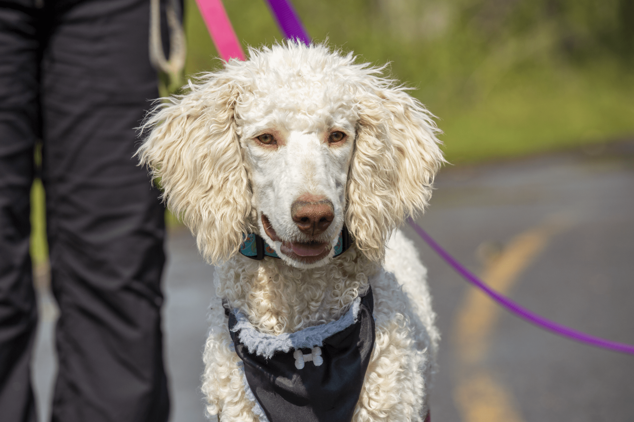 Adoption Process – Standard Poodles In Need, Rescue & Rehome