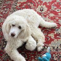 Available Dogs – Standard Poodles In Need, Rescue & Rehome