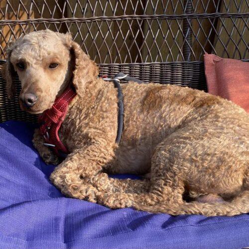 Intake – Standard Poodles In Need, Rescue & Rehome