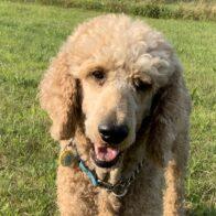 Available Dogs – Standard Poodles In Need, Rescue & Rehome