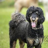 Available Dogs – Standard Poodles In Need, Rescue & Rehome