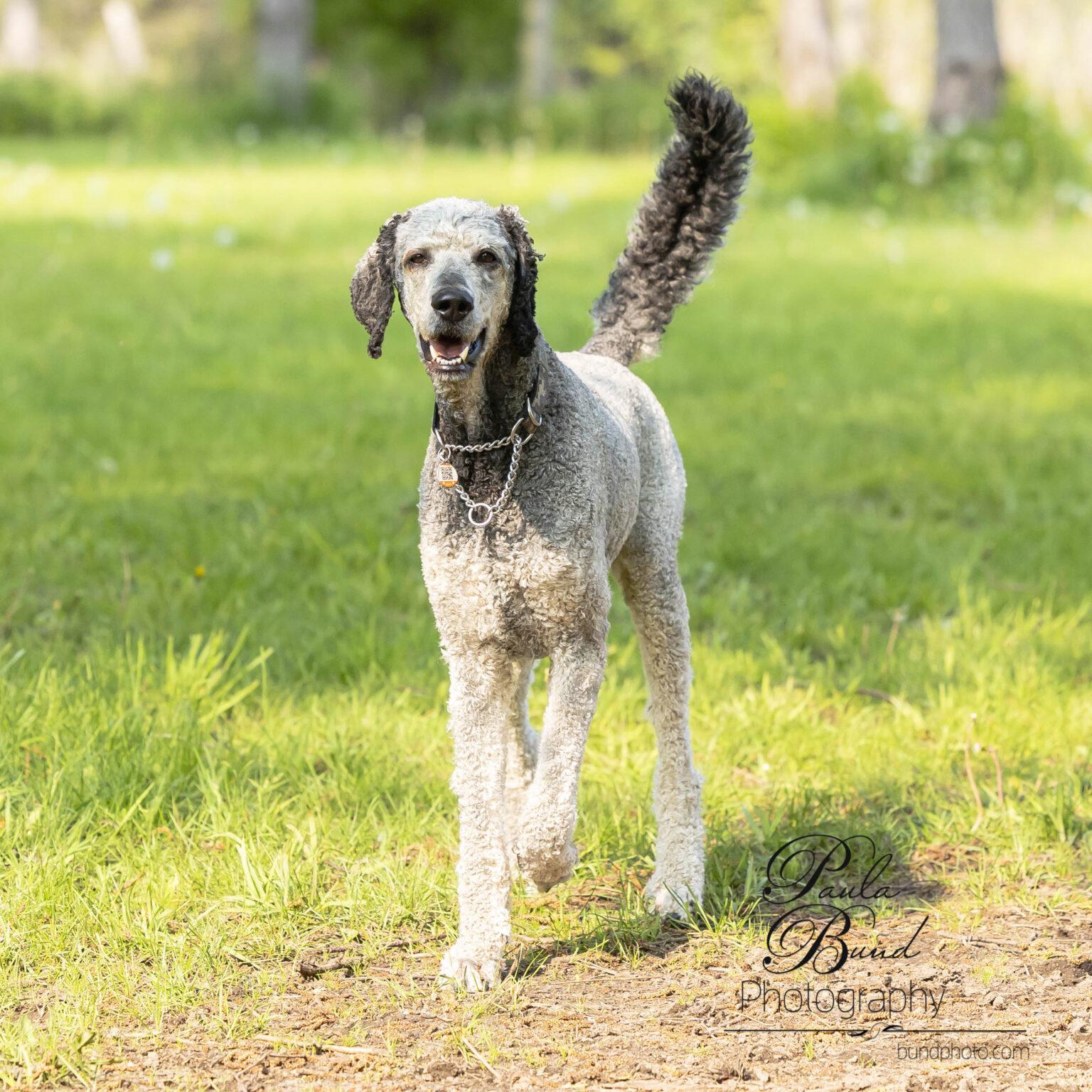 Available Dogs – Standard Poodles In Need, Rescue & Rehome
