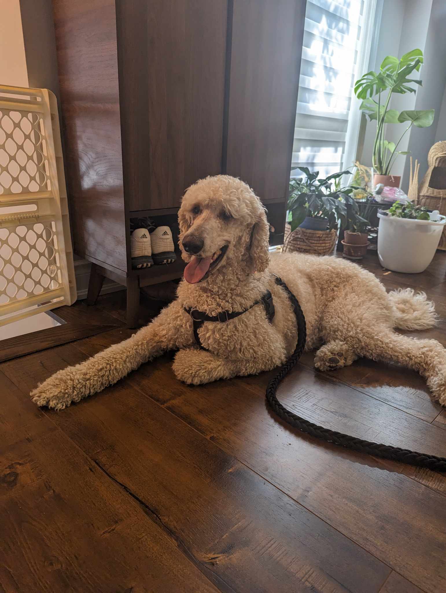 Jax – Standard Poodles In Need, Rescue & Rehome