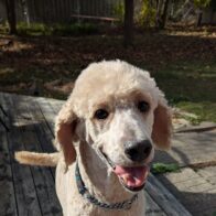 Available Dogs – Standard Poodles In Need, Rescue & Rehome
