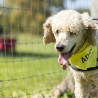 Available Dogs – Standard Poodles In Need, Rescue & Rehome