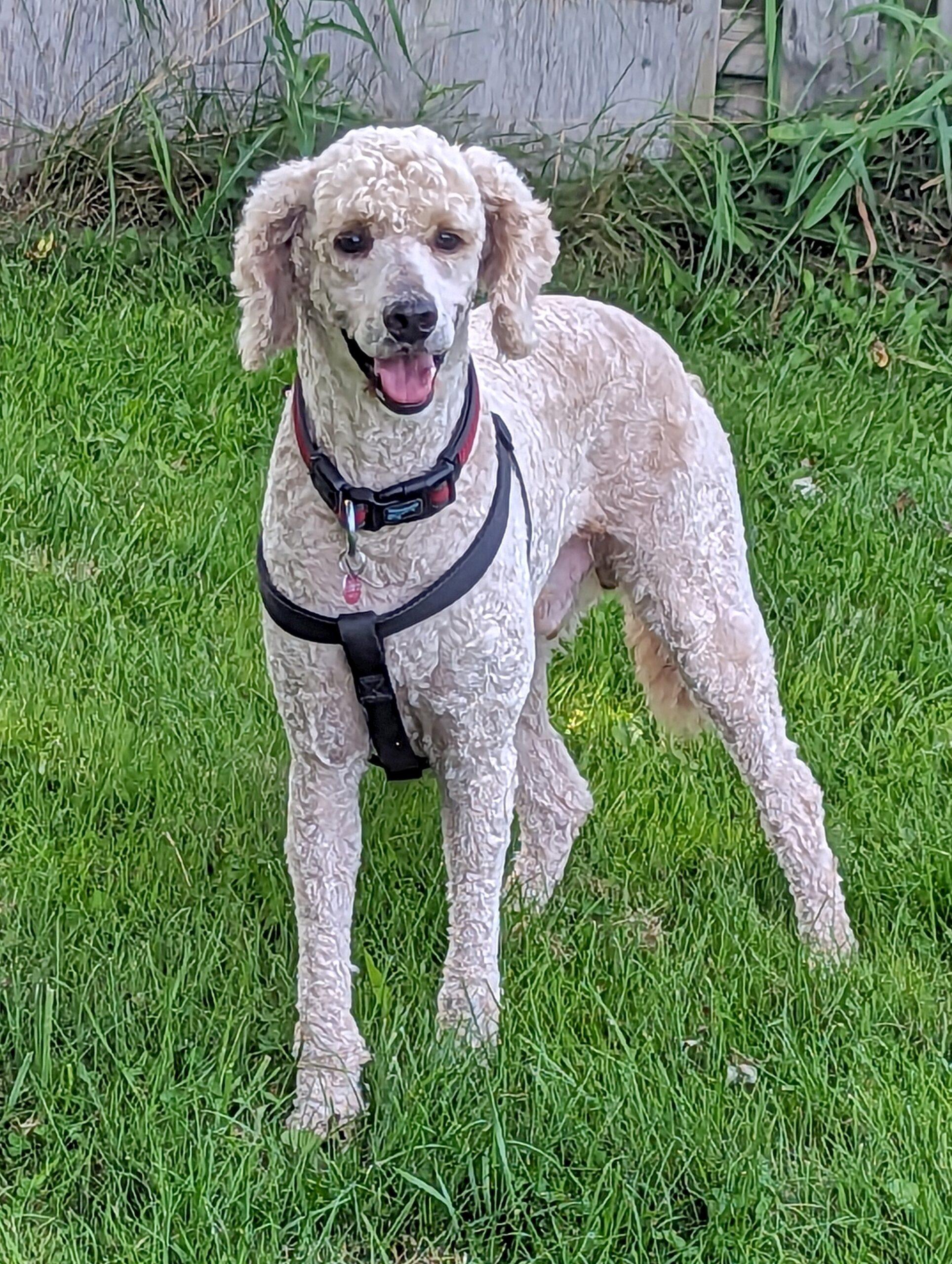 Rusty – Standard Poodles In Need, Rescue & Rehome
