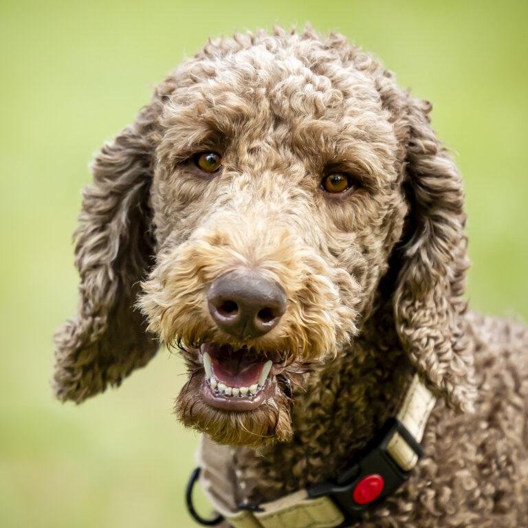 Available Dogs – Standard Poodles In Need, Rescue & Rehome