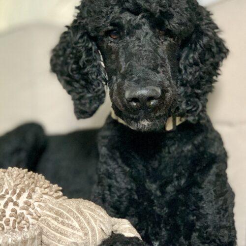 Albert – Standard Poodles In Need, Rescue & Rehome