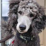 Available Dogs – Standard Poodles In Need, Rescue & Rehome