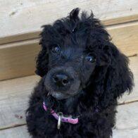 Available Dogs – Standard Poodles In Need, Rescue & Rehome