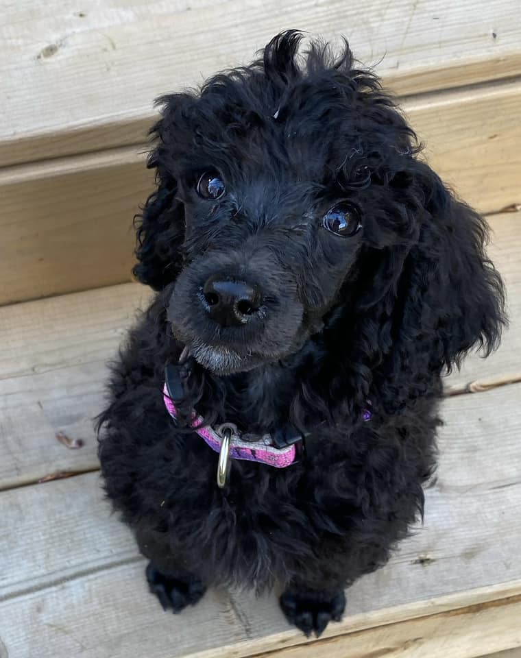 Ali – Standard Poodles In Need, Rescue & Rehome