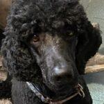 Available Dogs – Standard Poodles In Need, Rescue & Rehome