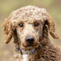 Available Dogs – Standard Poodles In Need, Rescue & Rehome