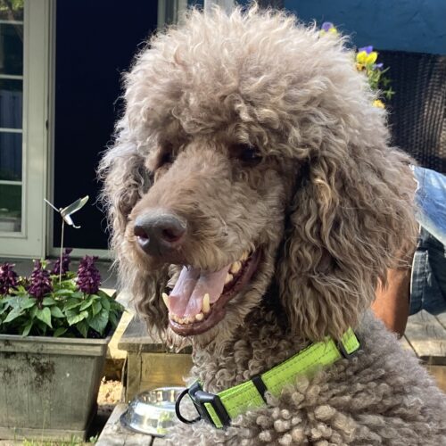 Available Dogs – Standard Poodles In Need, Rescue & Rehome