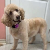 Available Dogs – Standard Poodles In Need, Rescue & Rehome