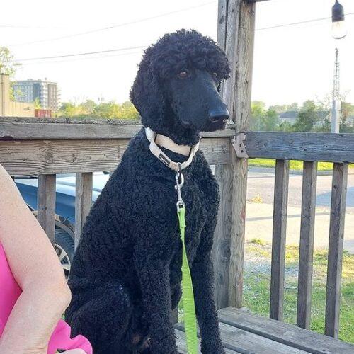 Available Dogs – Standard Poodles In Need, Rescue & Rehome