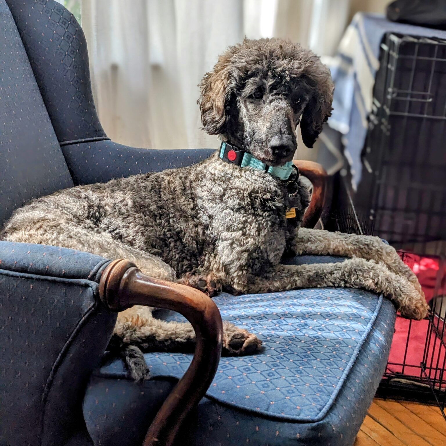 Available Dogs – Standard Poodles In Need, Rescue & Rehome