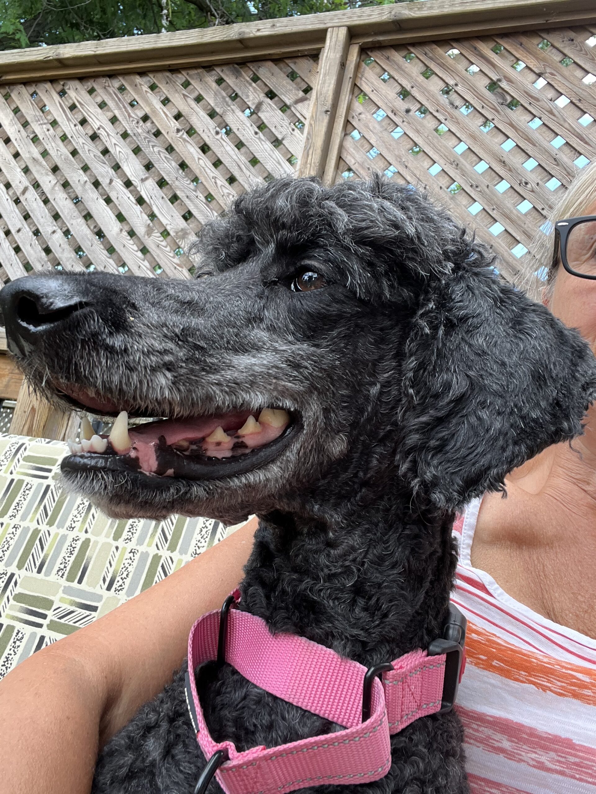 Maisie – Standard Poodles In Need, Rescue & Rehome