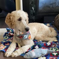 Available Dogs – Standard Poodles In Need, Rescue & Rehome