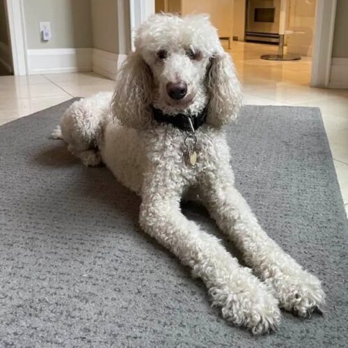 Daphne (now Sophie) – Standard Poodles In Need, Rescue & Rehome