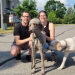 Happy Tails Dogs – Standard Poodles In Need, Rescue & Rehome