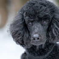 Available Dogs – Standard Poodles In Need, Rescue & Rehome