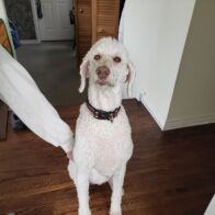 Available Dogs – Standard Poodles In Need, Rescue & Rehome