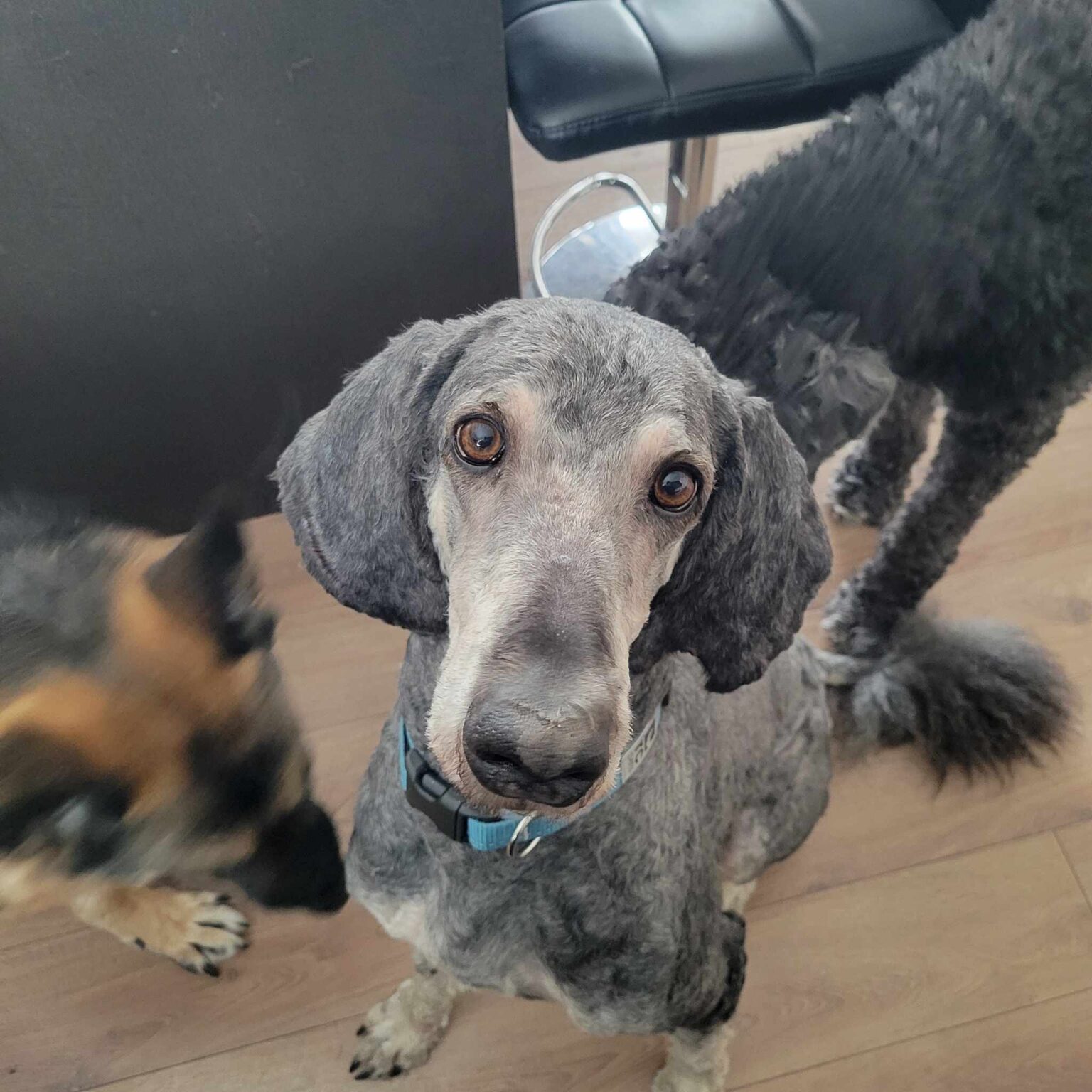 Available Dogs – Standard Poodles In Need, Rescue & Rehome