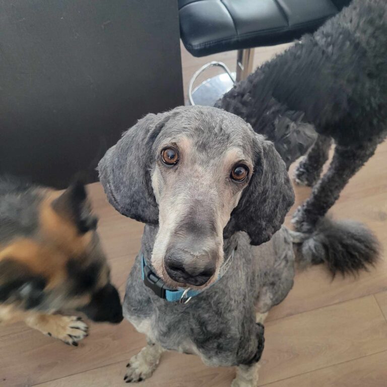 Available Dogs – Standard Poodles In Need, Rescue & Rehome