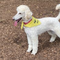 Available Dogs – Standard Poodles In Need, Rescue & Rehome